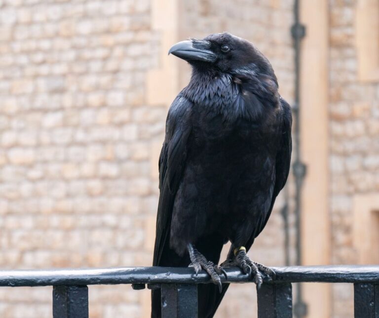 The Best Tips for Visiting the Tower Of London - Mint Notion